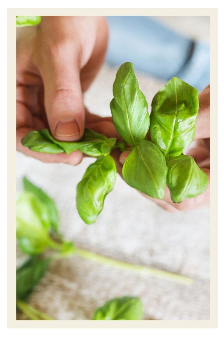 How to Cut Fresh Basil for Recipes | Josie + Nina